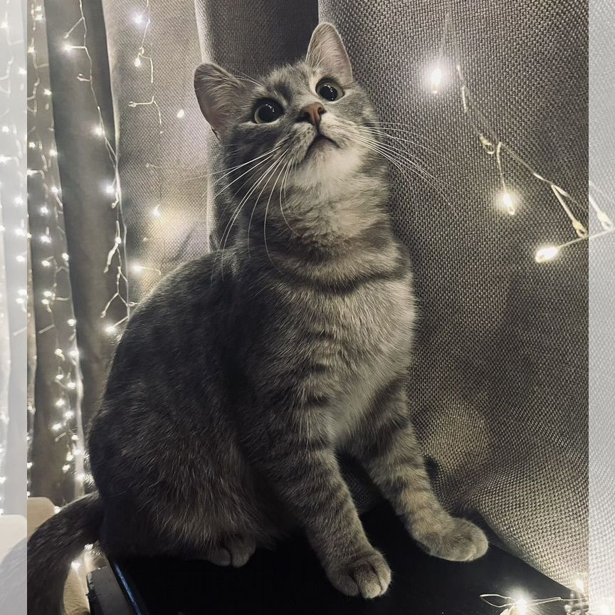 Взрослый кот в добрые руки