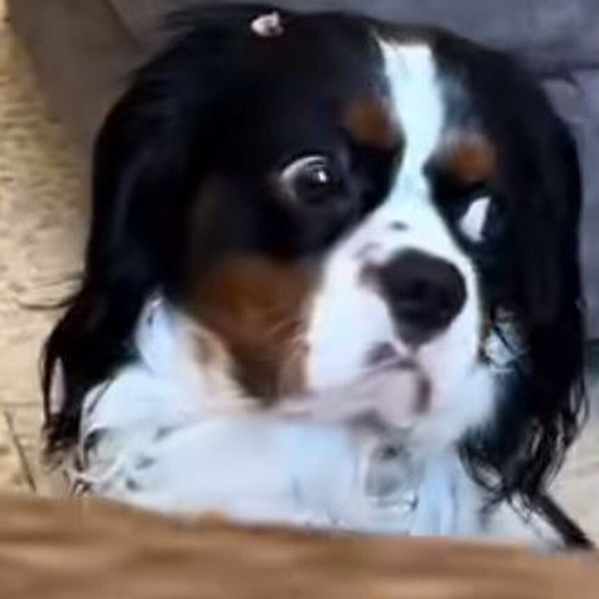 Кавалер кинг-чарльз-спаниель, взрослая собака