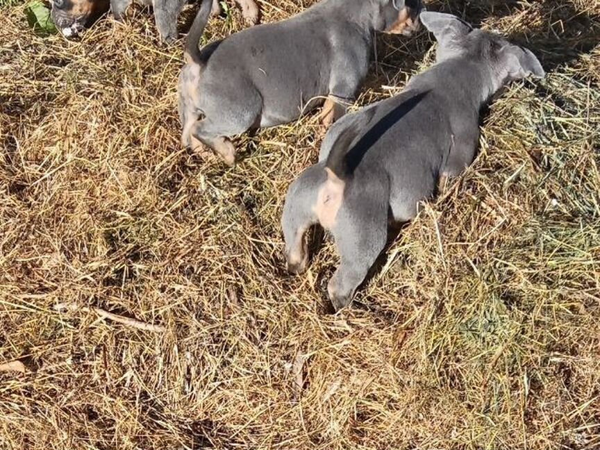 Американский булли покет щенки