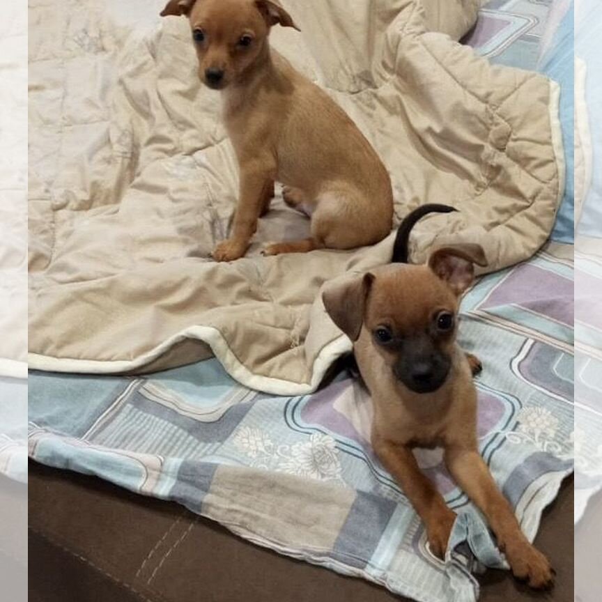 Русский той-терьер, щенок