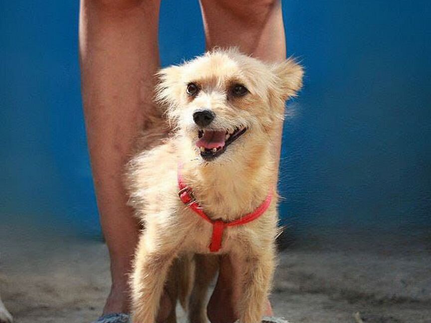 Барби - собачка в добрые руки