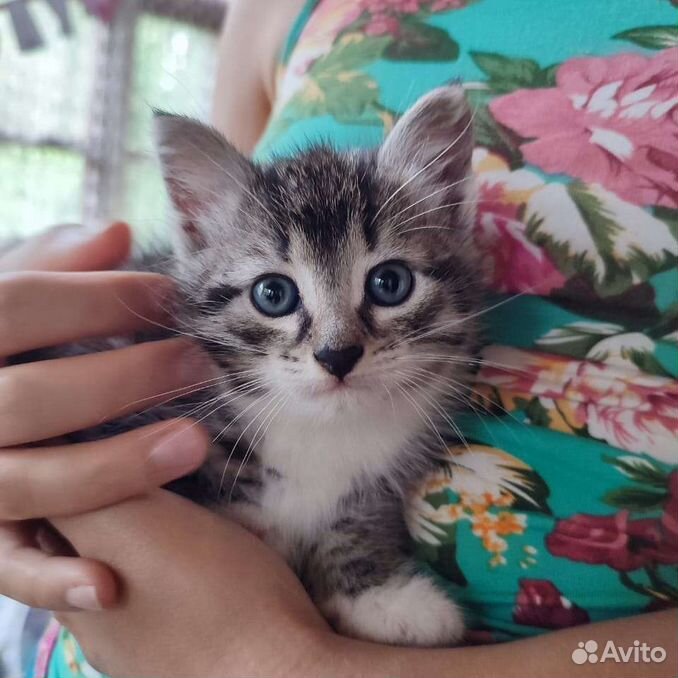Ласковый котик в добрые заботливые руки