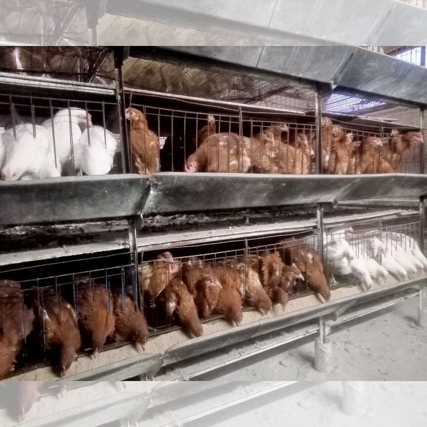 Куры Несушки Молодки Красные, Белые и Доминант