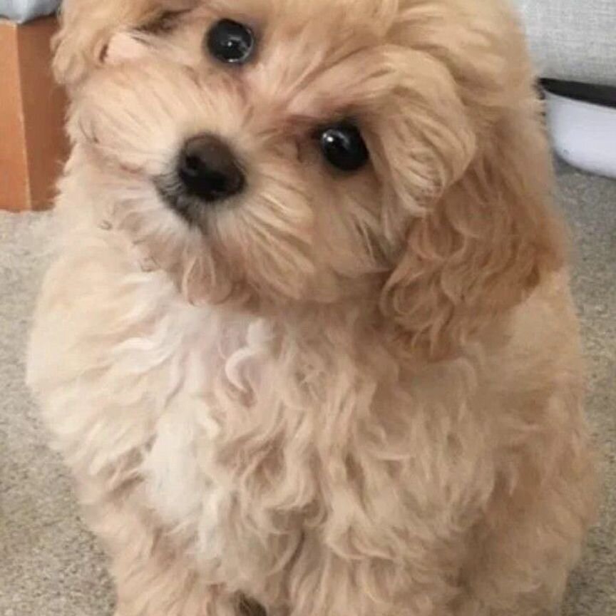 Мальтипу, щенок