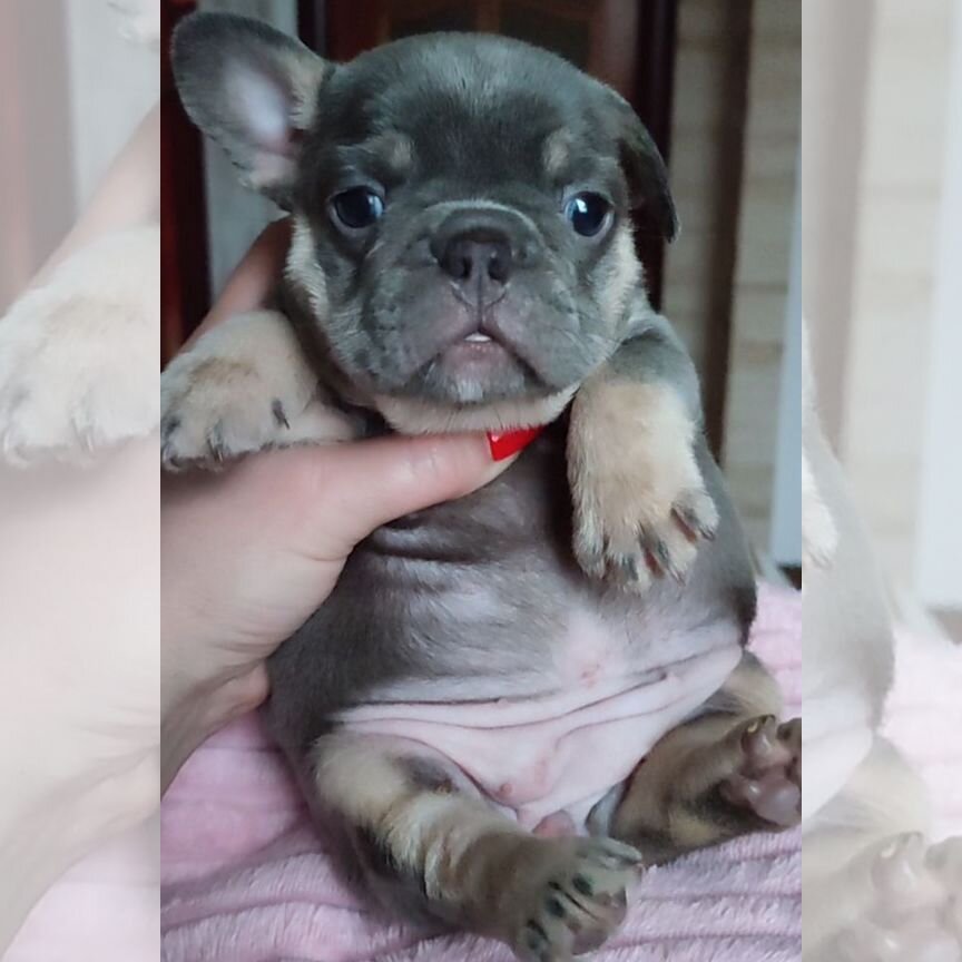 Сладкая булочка