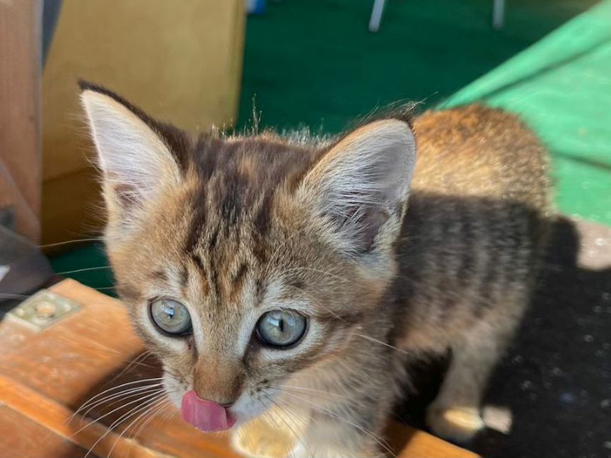 Котята бесплатно