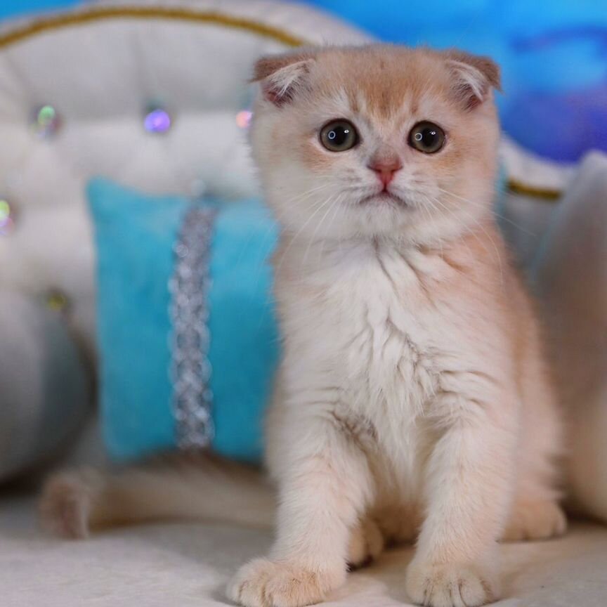 Шотландский вислоухий короткошёрстный котёнок
