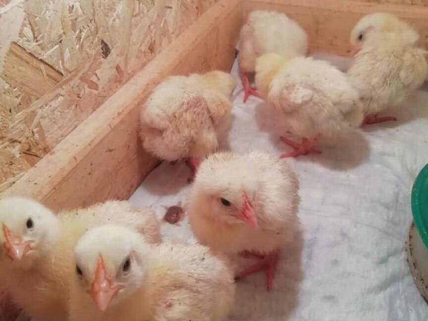 Цыплята бройлеры подрощенные