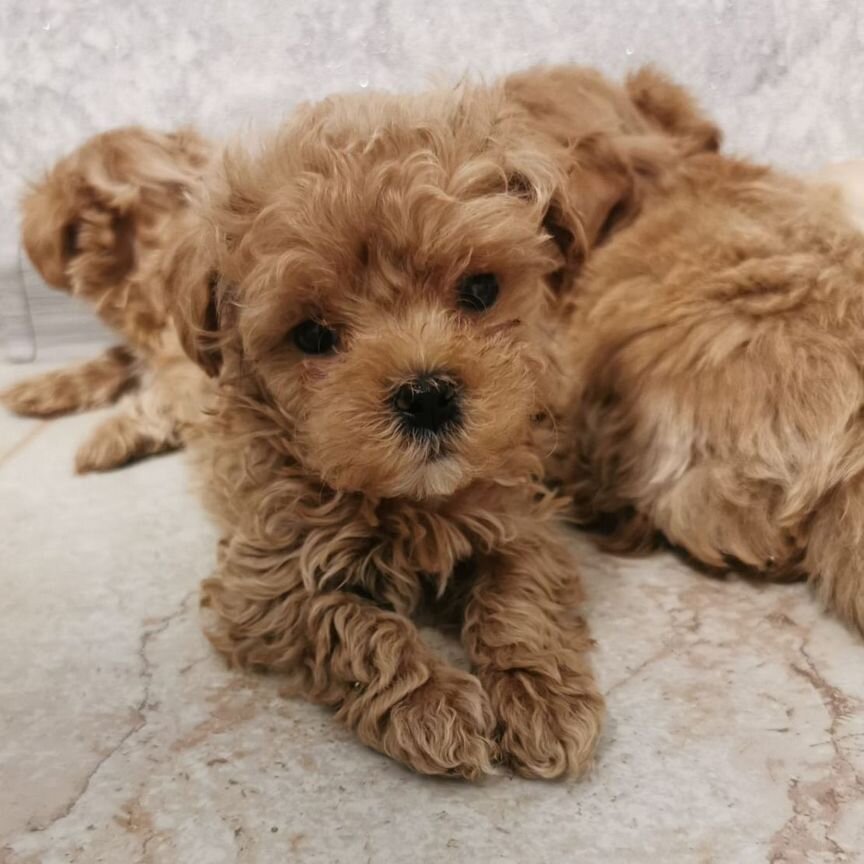 Мальтипу, щенок