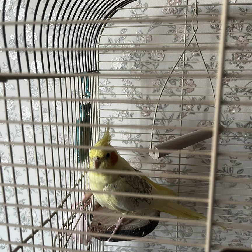 Попугай корелла с клеткой