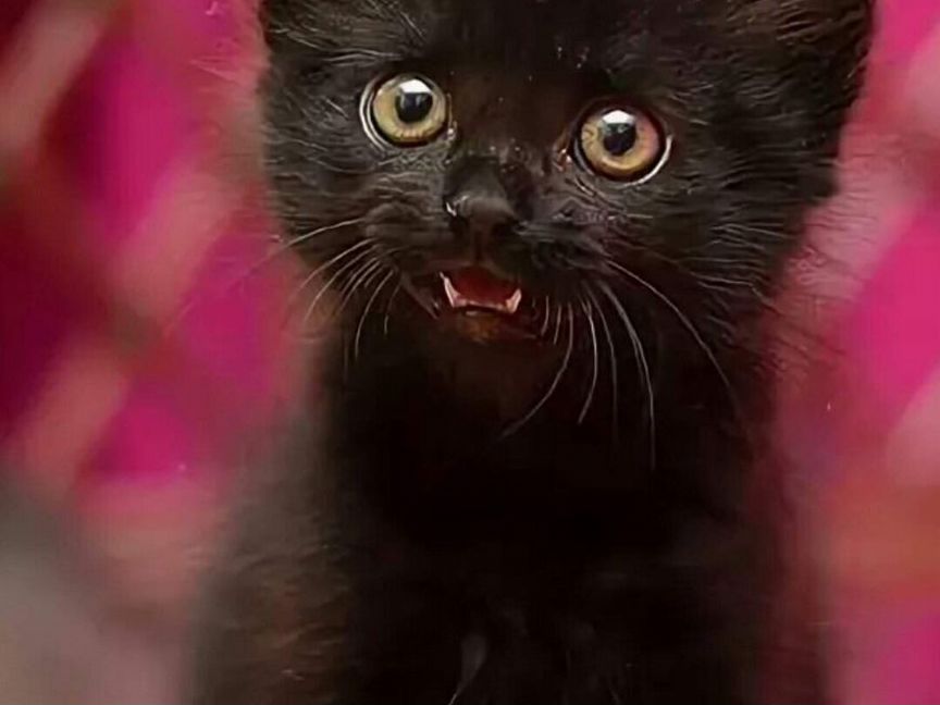 Котëнок в дар