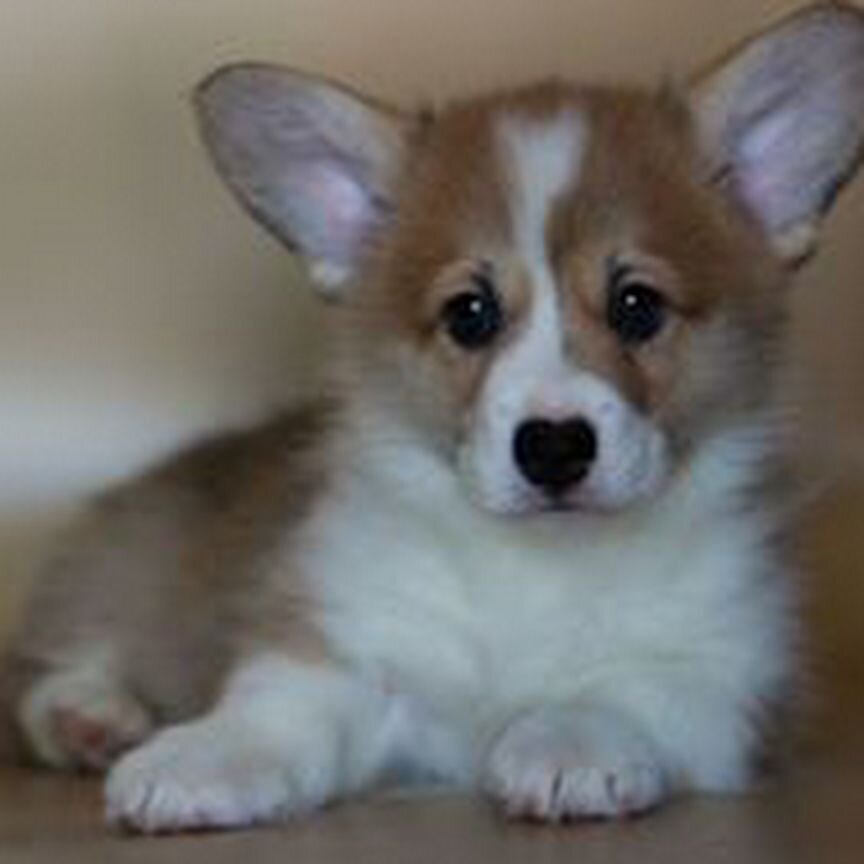 Вельш Корги Пемброк, щенок