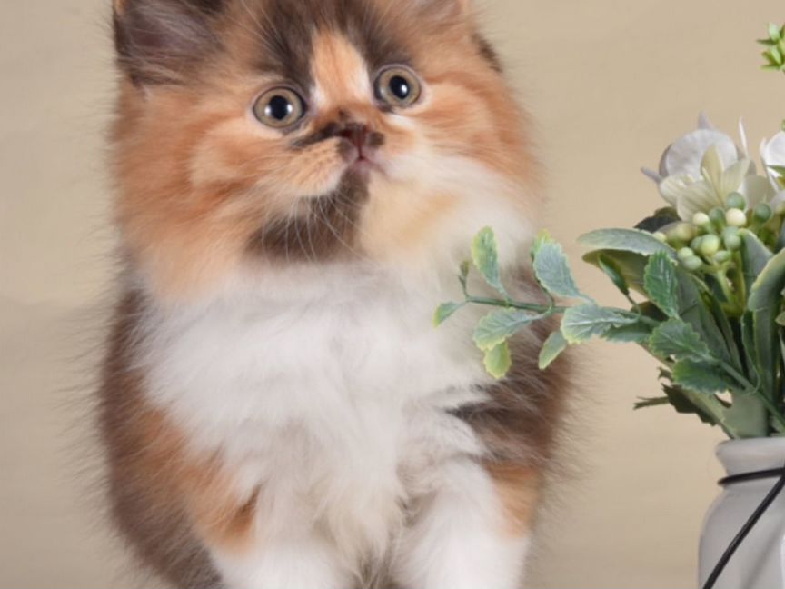 Британская красавица