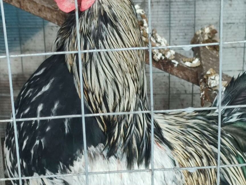 Петух Брама