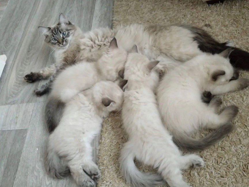 Невская маскарадная котята