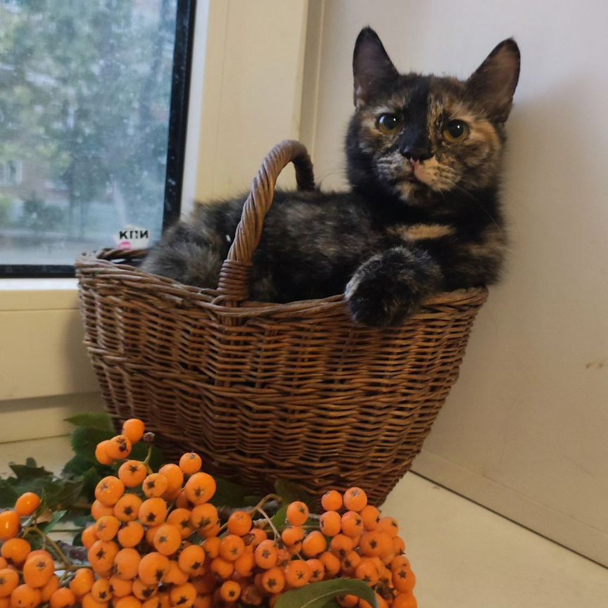Котенок в добрые руки