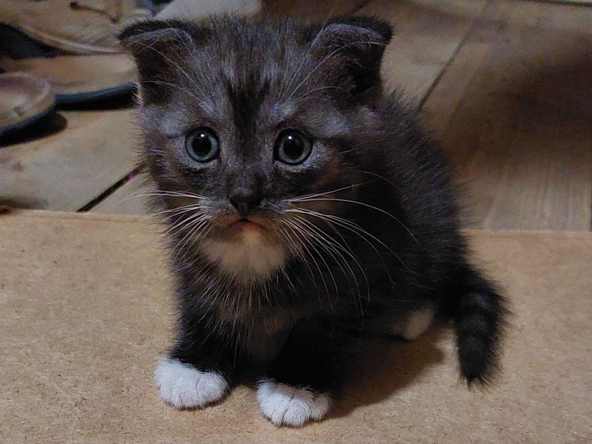 Шотландский вислоушка