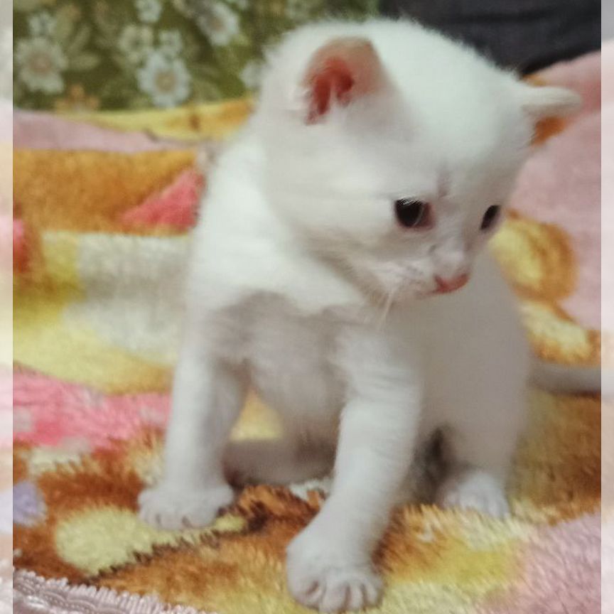 Отдам в добрые руки котят