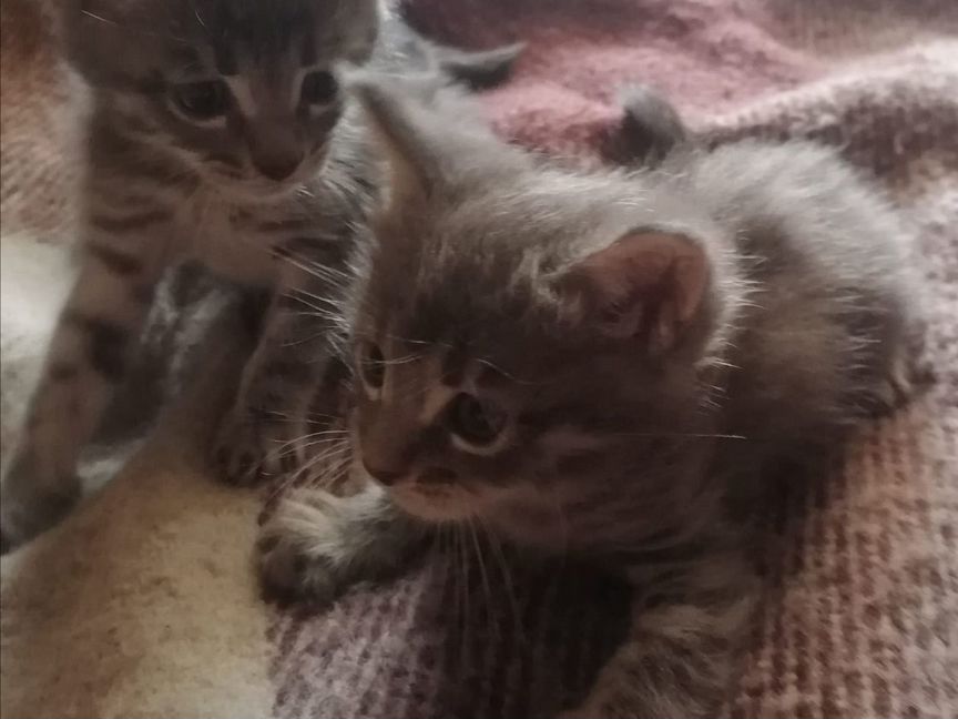 Котята