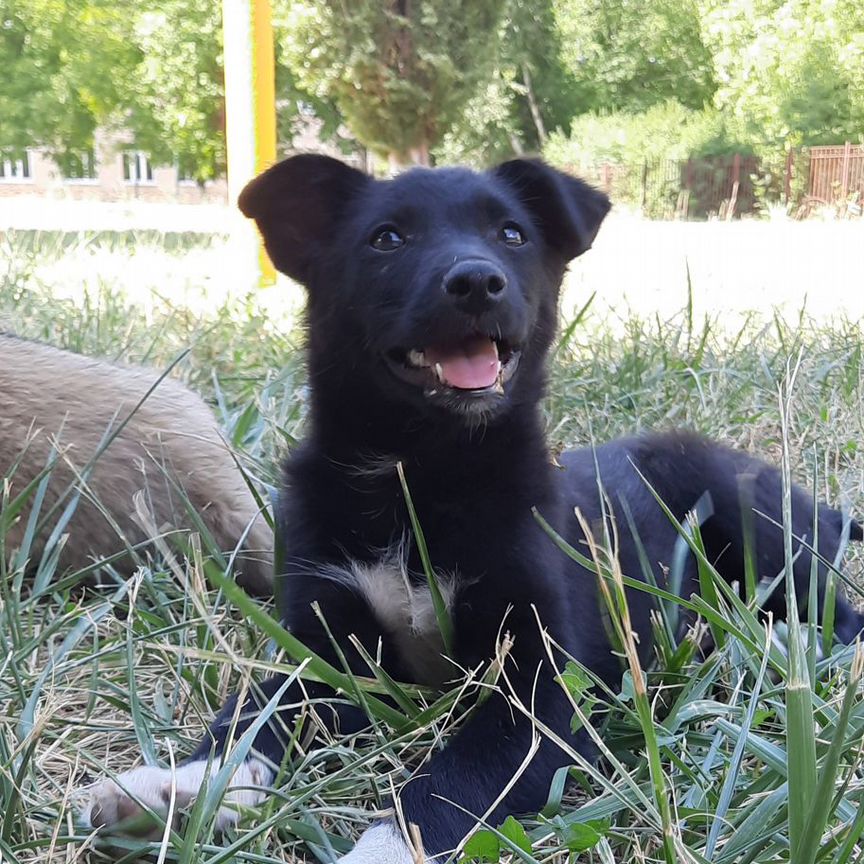 Щенок мальчик в добрые руки