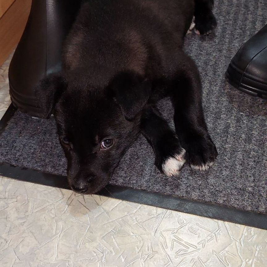 Щенок в добрые руки бесплатно