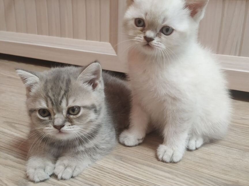 Британские кошечки окраса Табби