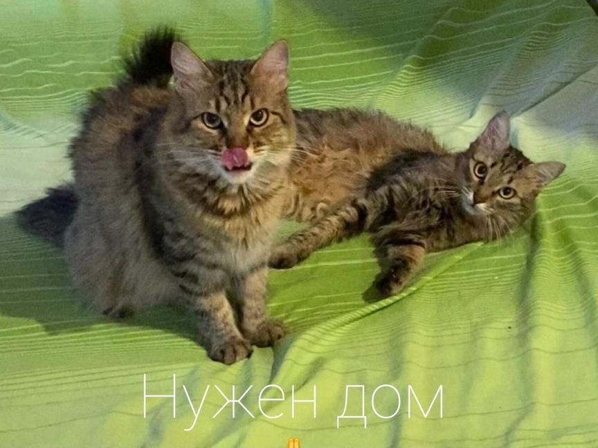 Котчта с тяжелой судьбой в добрые руки