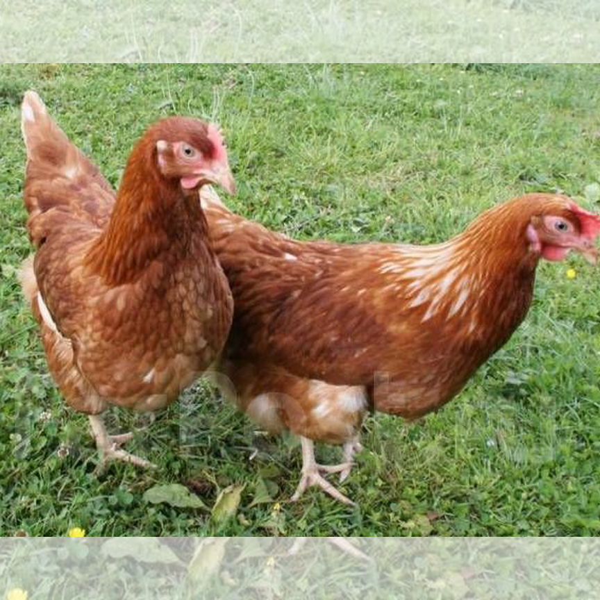 Куры несушки ломан браун