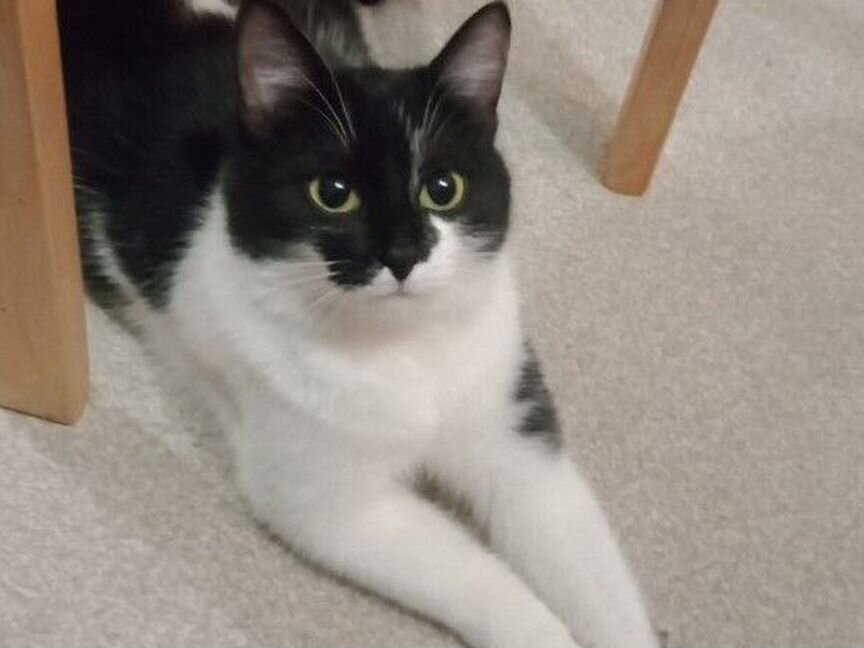 Кошка потеряшка ищет добрые руки