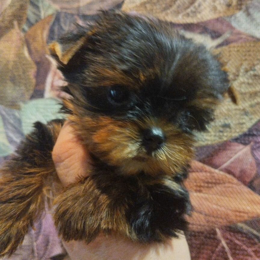 Йоркширский терьер, щенок