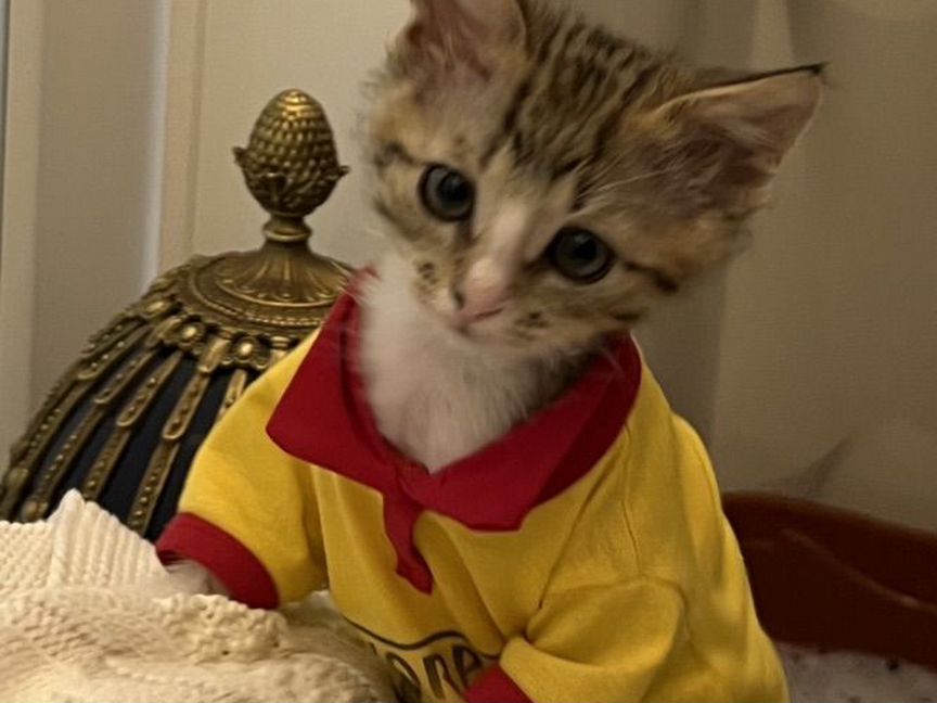 Котенок Симба мальчик 2 мес