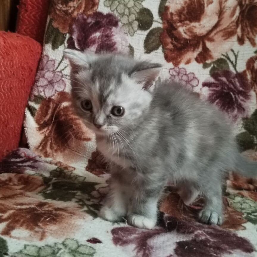 Шотландский прямоухий длинношёрстный котёнок