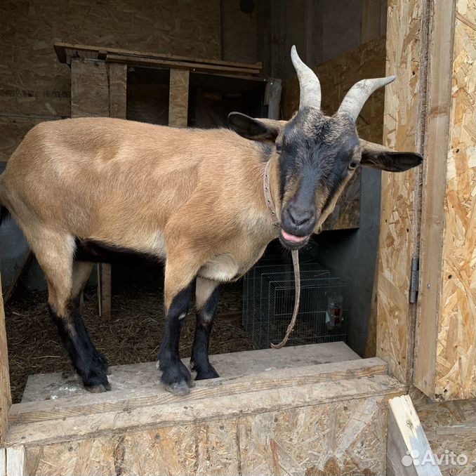 Камерунская