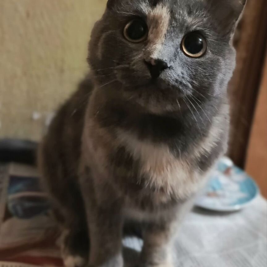 Молодая кошечка