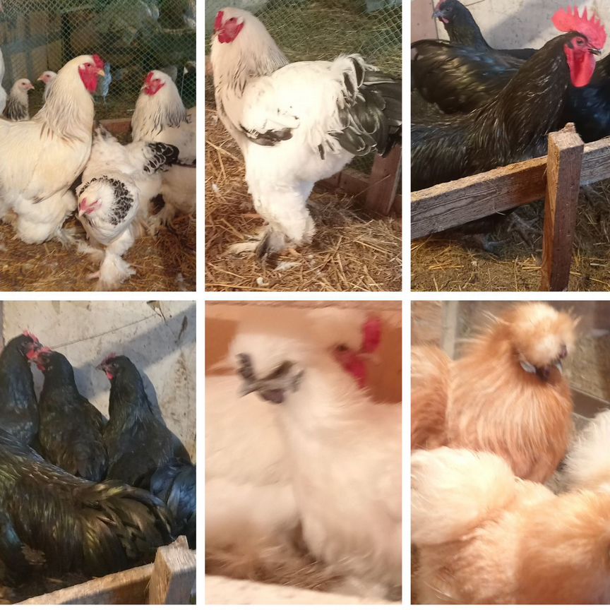 Петушки, инкубационное яйцо