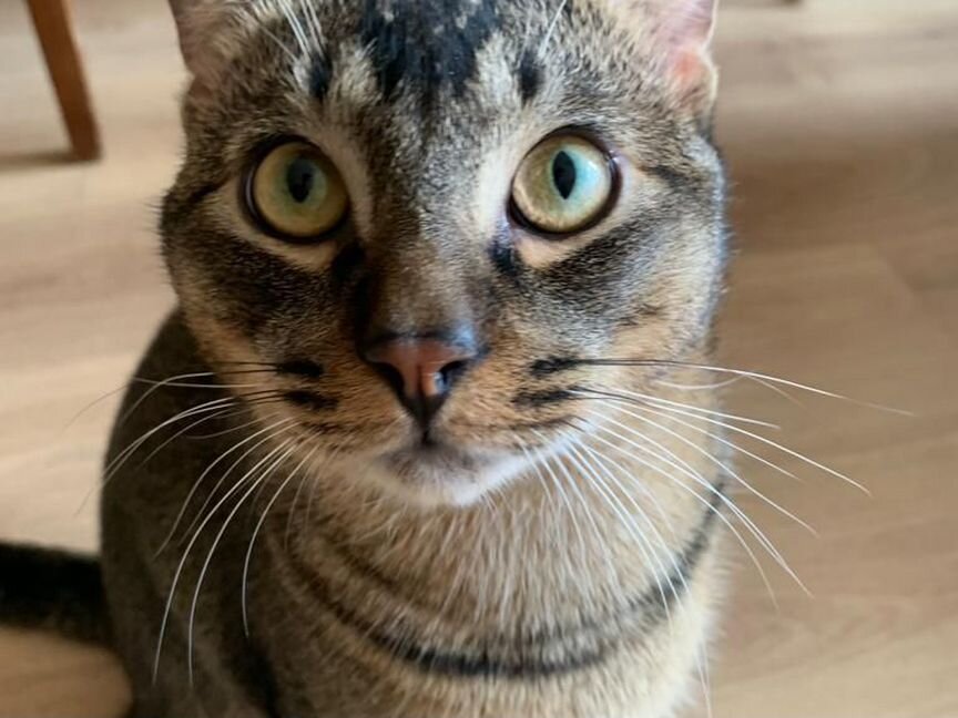Кот Цезарь