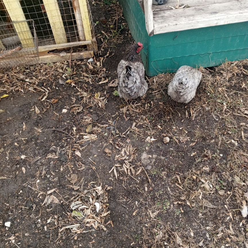 Курицы несушки доминанты