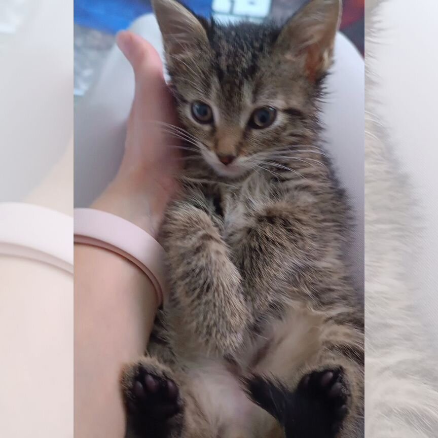 Котёнок мальчик 2 мес