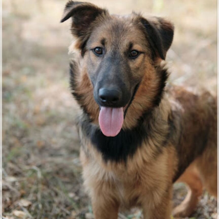 Пёс Хантер в поиске хозяев