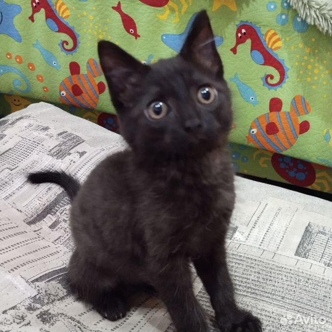 Котята симпатяги необыкновенные