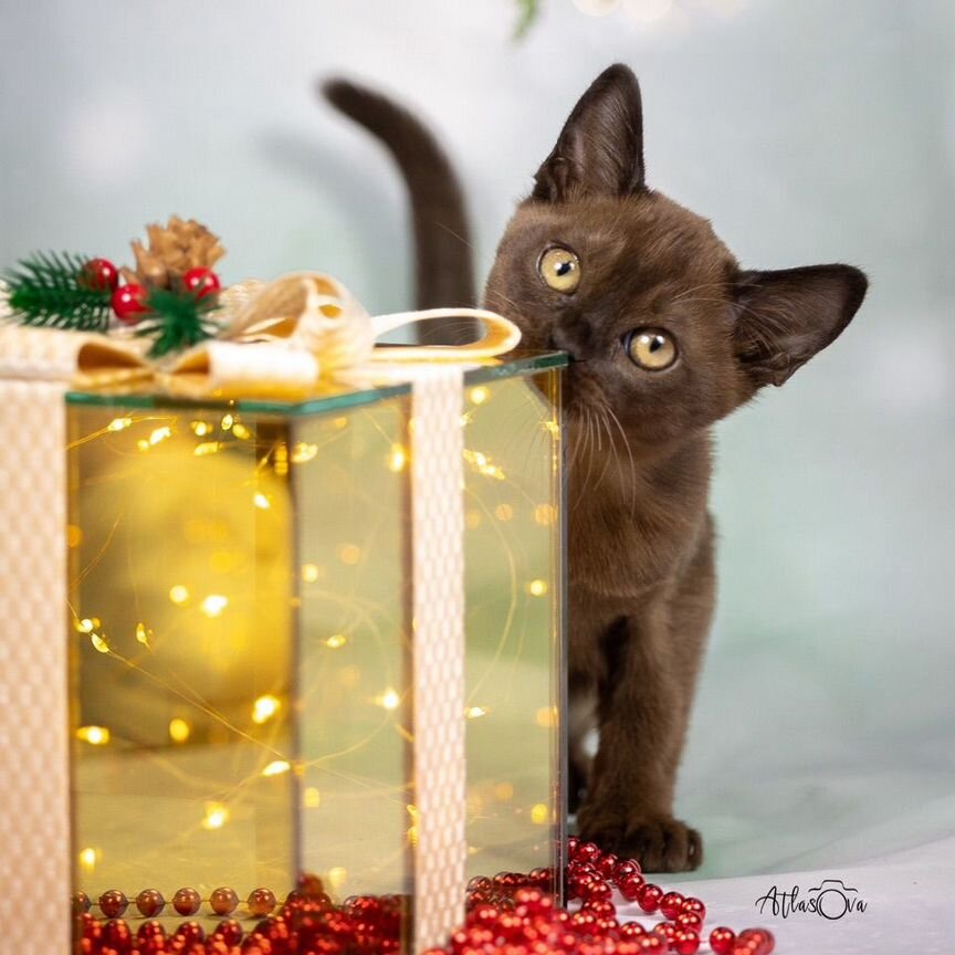 Европейский бурманский котёнок