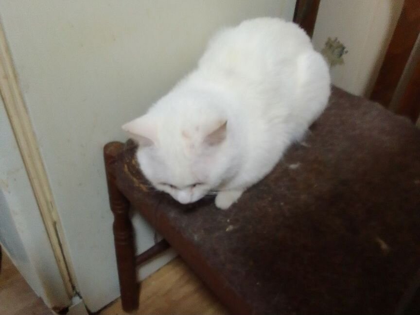 Кот