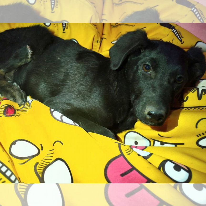 Щенок ищет Дом Рассмотрим теплую передержку