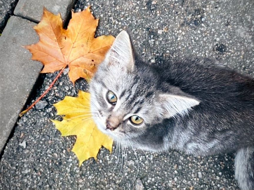 Серые ушастики котята жду домик