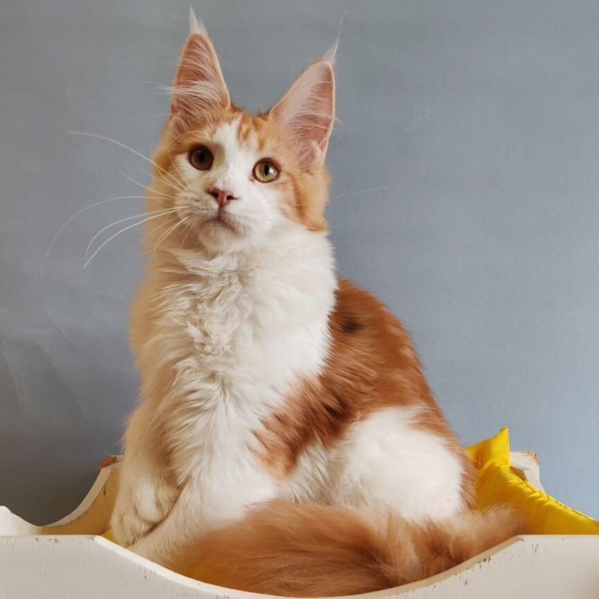 Мейн-кун котёнок