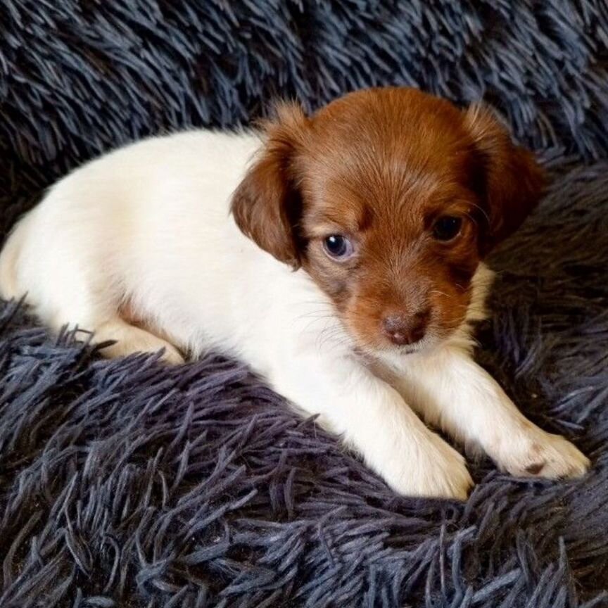 Такса, щенок