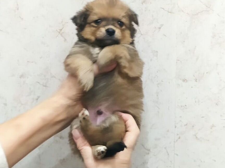 Померанский шпиц