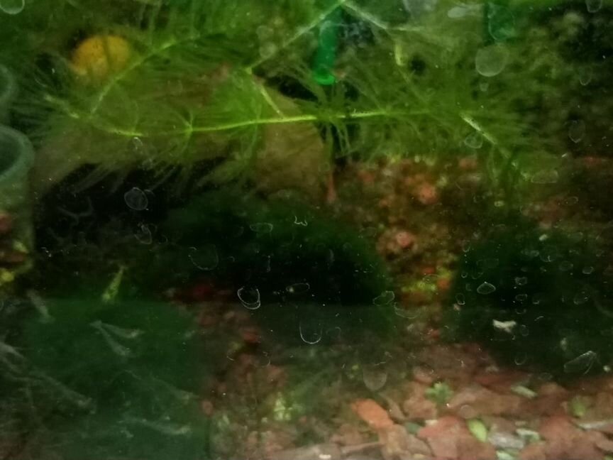 Креветки, кладофора и роголистник