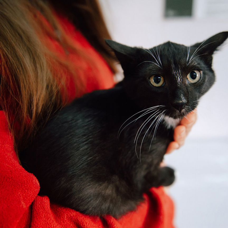 Котёнок из приюта