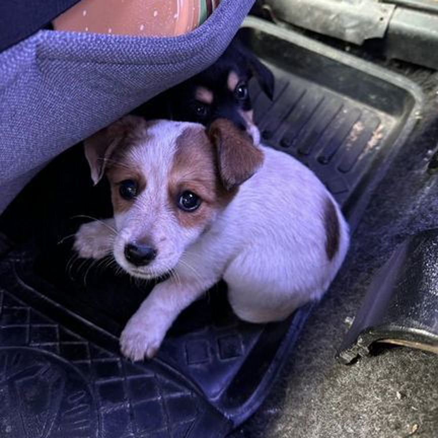 Щенок в добрые руки бесплатно